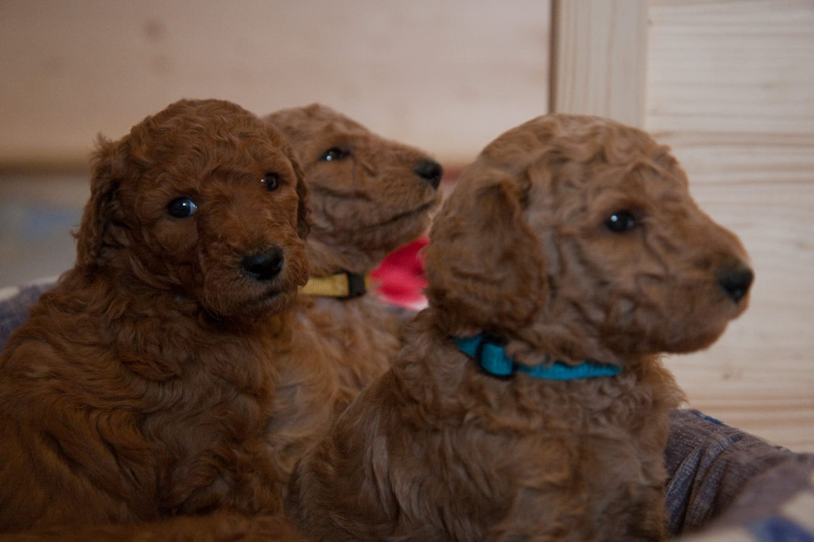 Pudel-Brandenburg Großpudel VDH/PZV82 e.V. - Würfe